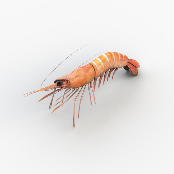 3D Shrimp Models | TurboSquid