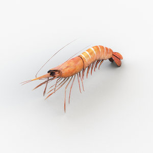 Shrimp Seafood 3D Models for Download | TurboSquid