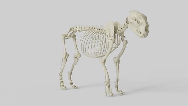 Sculpture lion skeleton animal 3D model - TurboSquid 1563761