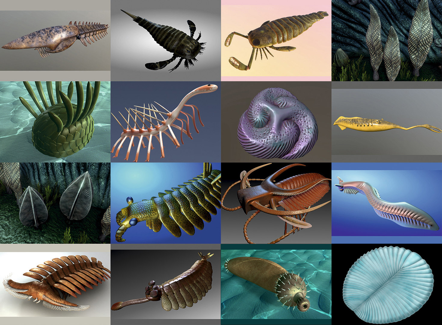 3D aegirocassis anomalocaris charnia model - TurboSquid 1561546