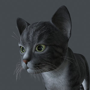 Cat Blender Models for Download | TurboSquid