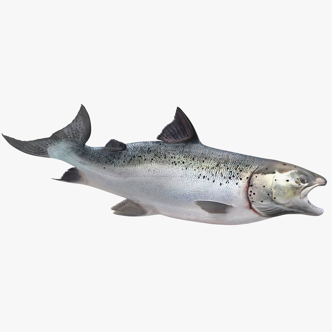 3D swimming atlantic salmon fish - TurboSquid 1564320