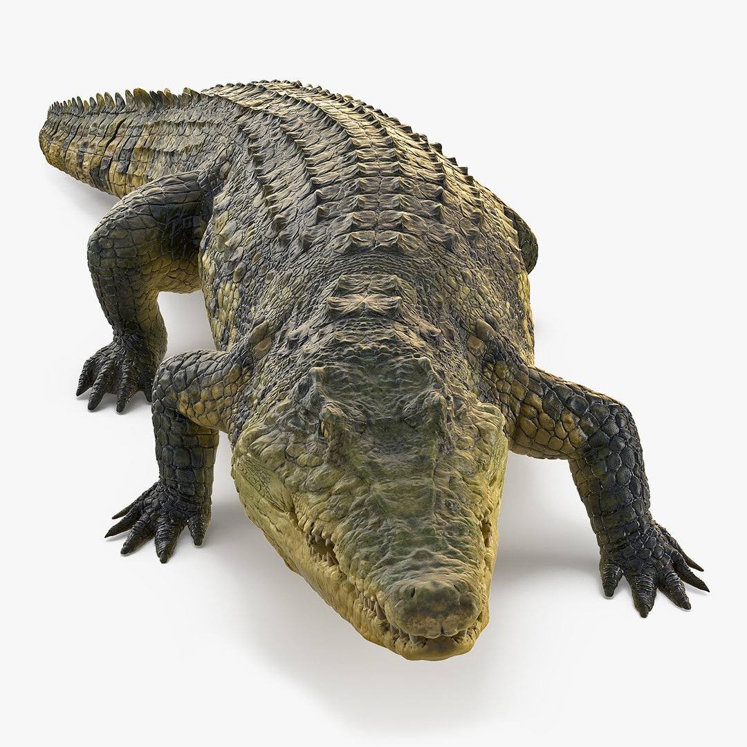 3D model crocodile walking animal rigged - TurboSquid 1564395