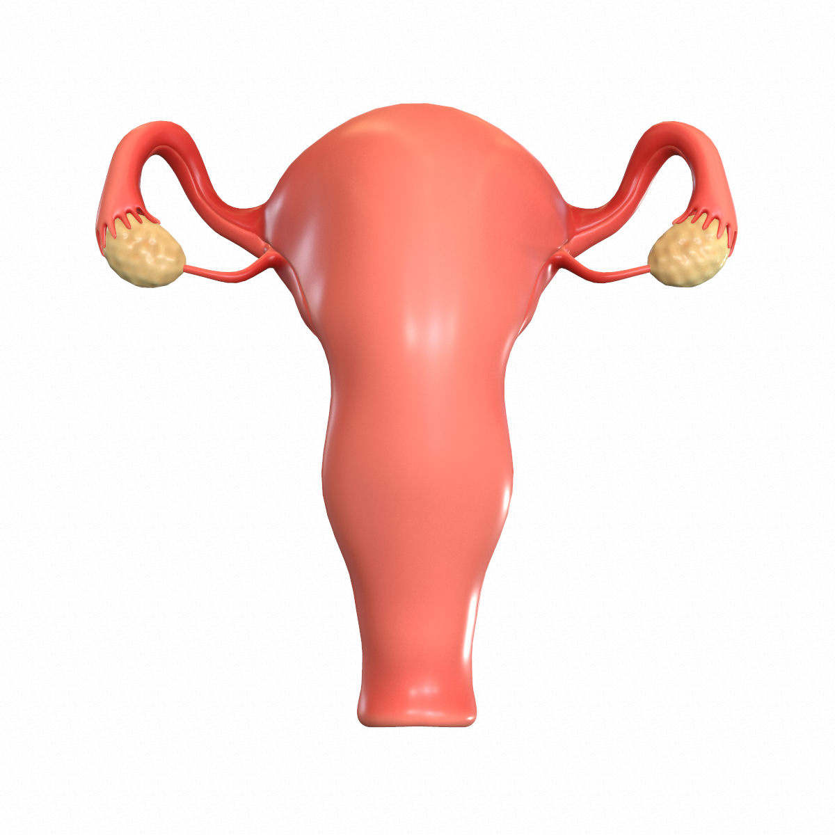 3D model female reproductive - TurboSquid 1564711
