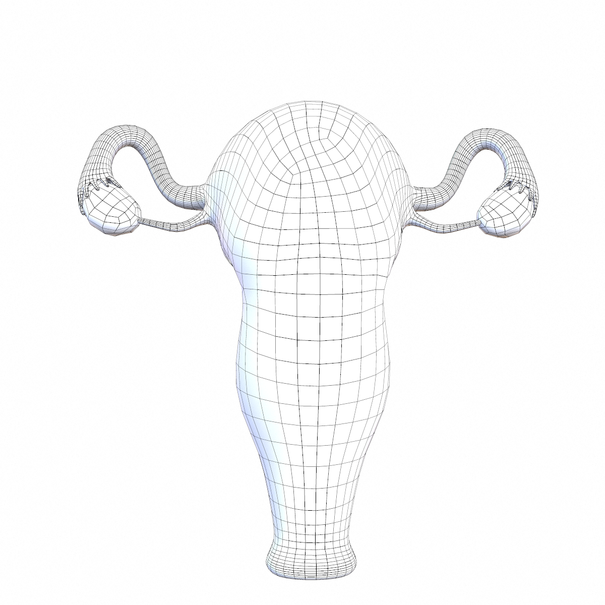 3D model female reproductive - TurboSquid 1564722