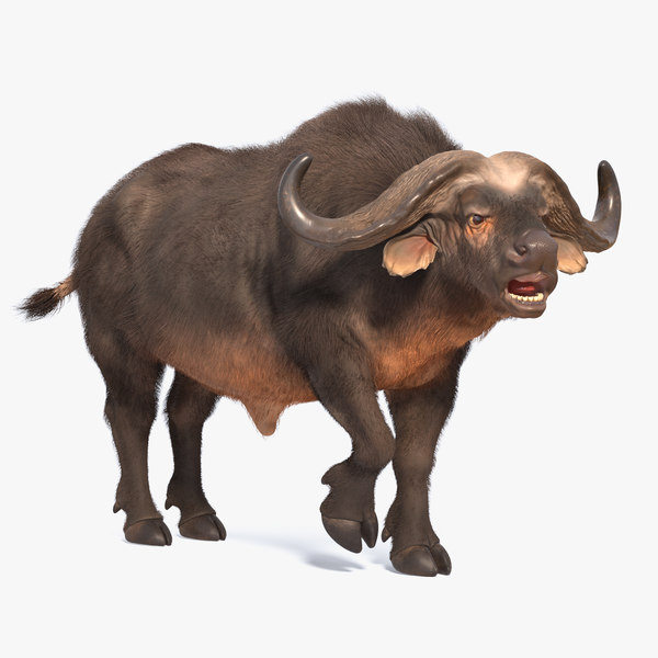 3D Buffalo Models | TurboSquid