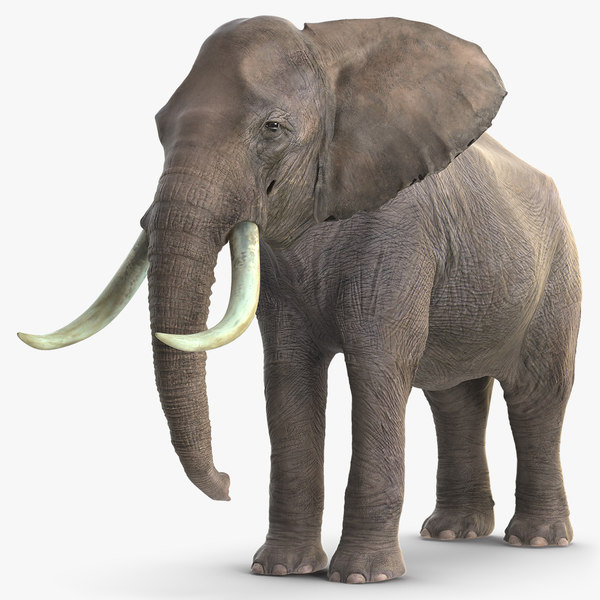 Rigged Elephant Cinema 4D Models for Download | TurboSquid