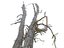 Old forest pine tree 3D - TurboSquid 1565506