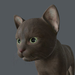 Cat Blender Models for Download | TurboSquid