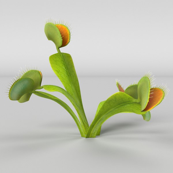 Venus fly trap 3D model - TurboSquid 1566469