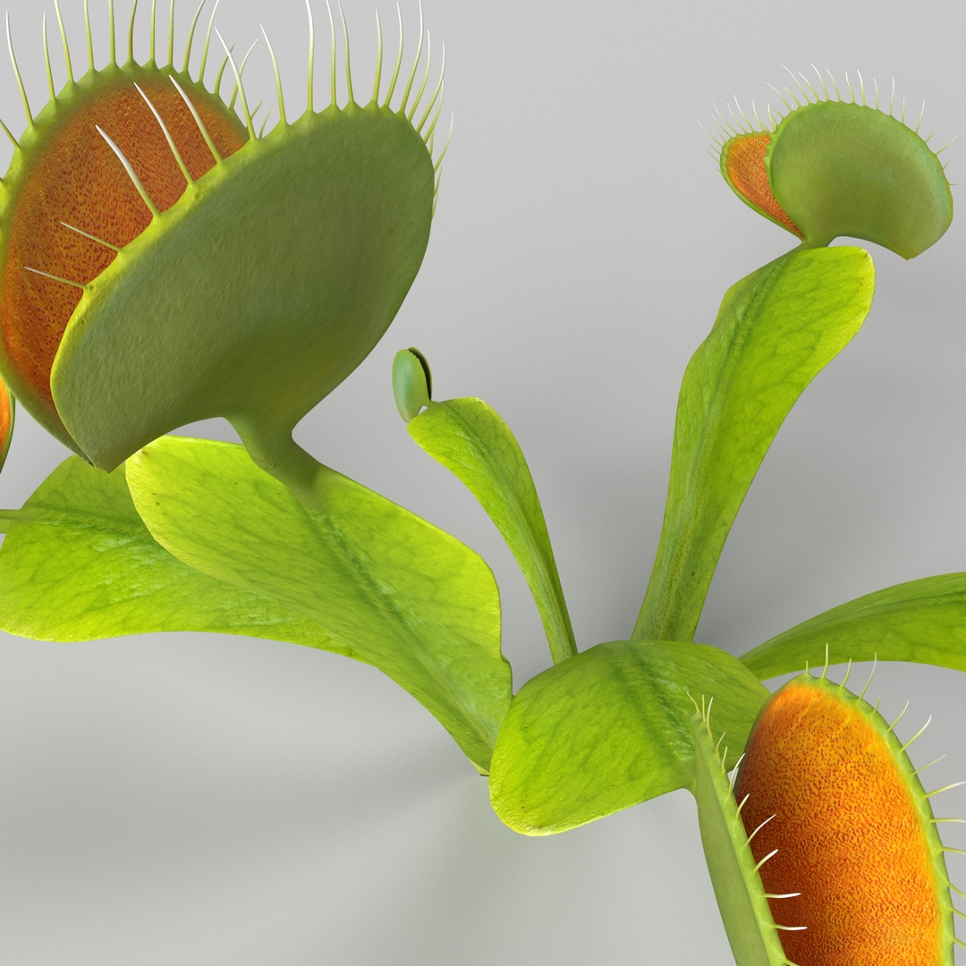 Venus fly trap 3D model - TurboSquid 1566469