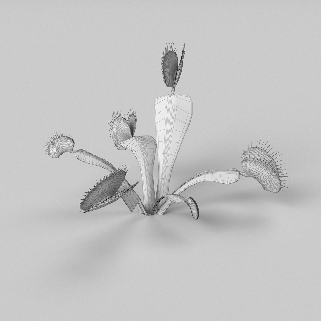Venus fly trap 3D model - TurboSquid 1566469