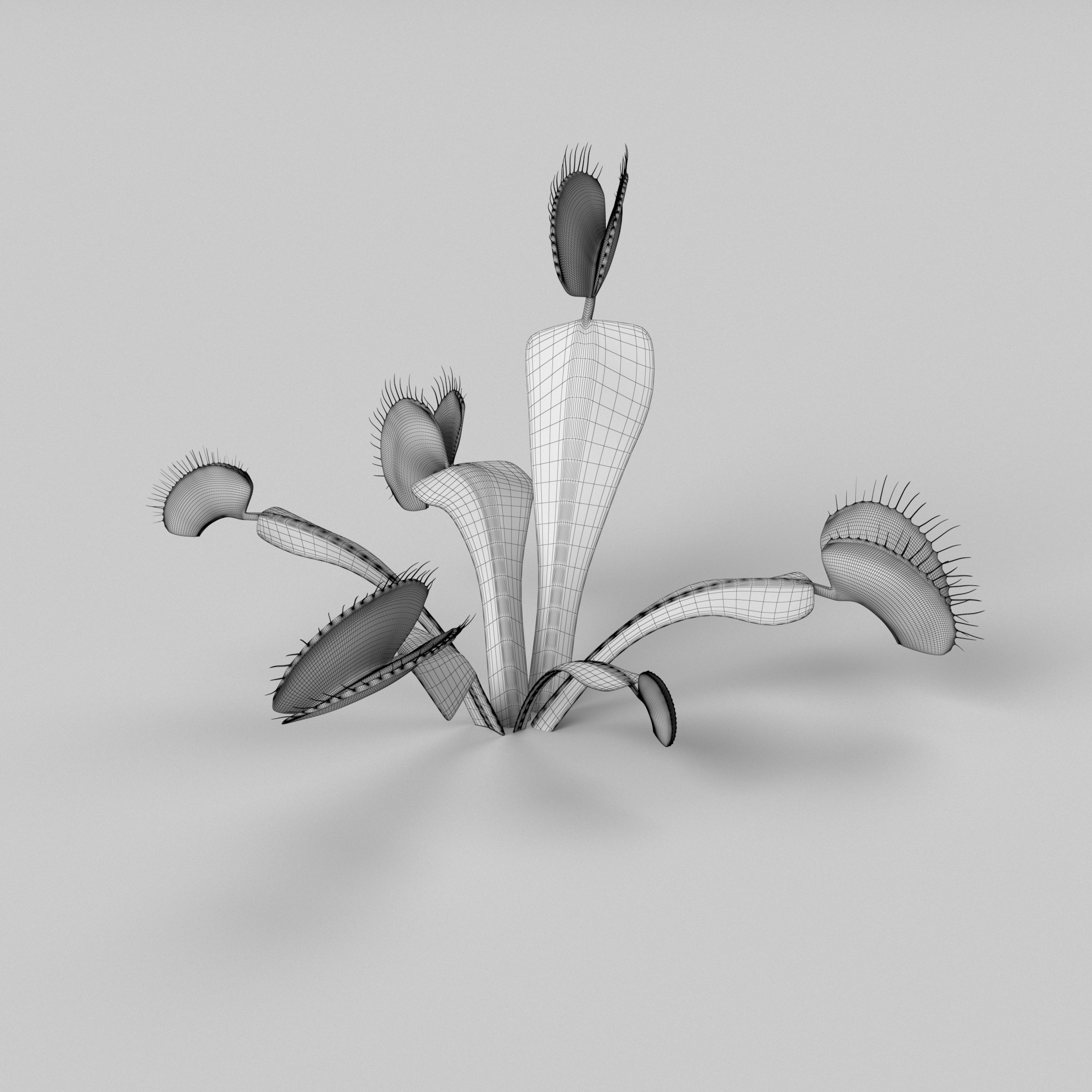 Venus fly trap 3D model - TurboSquid 1566469