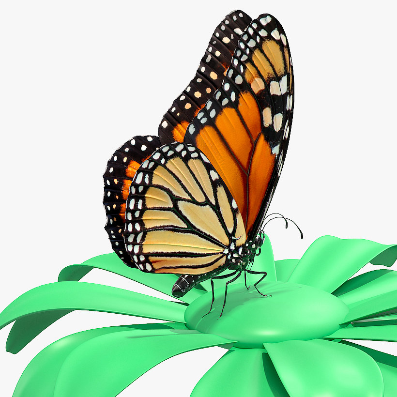 3D monarch butterfly collects nectar - TurboSquid 1566669