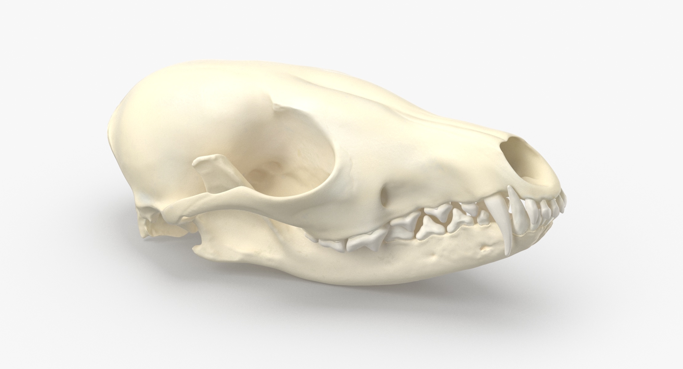 Red fox skull jaw model - TurboSquid 1566711