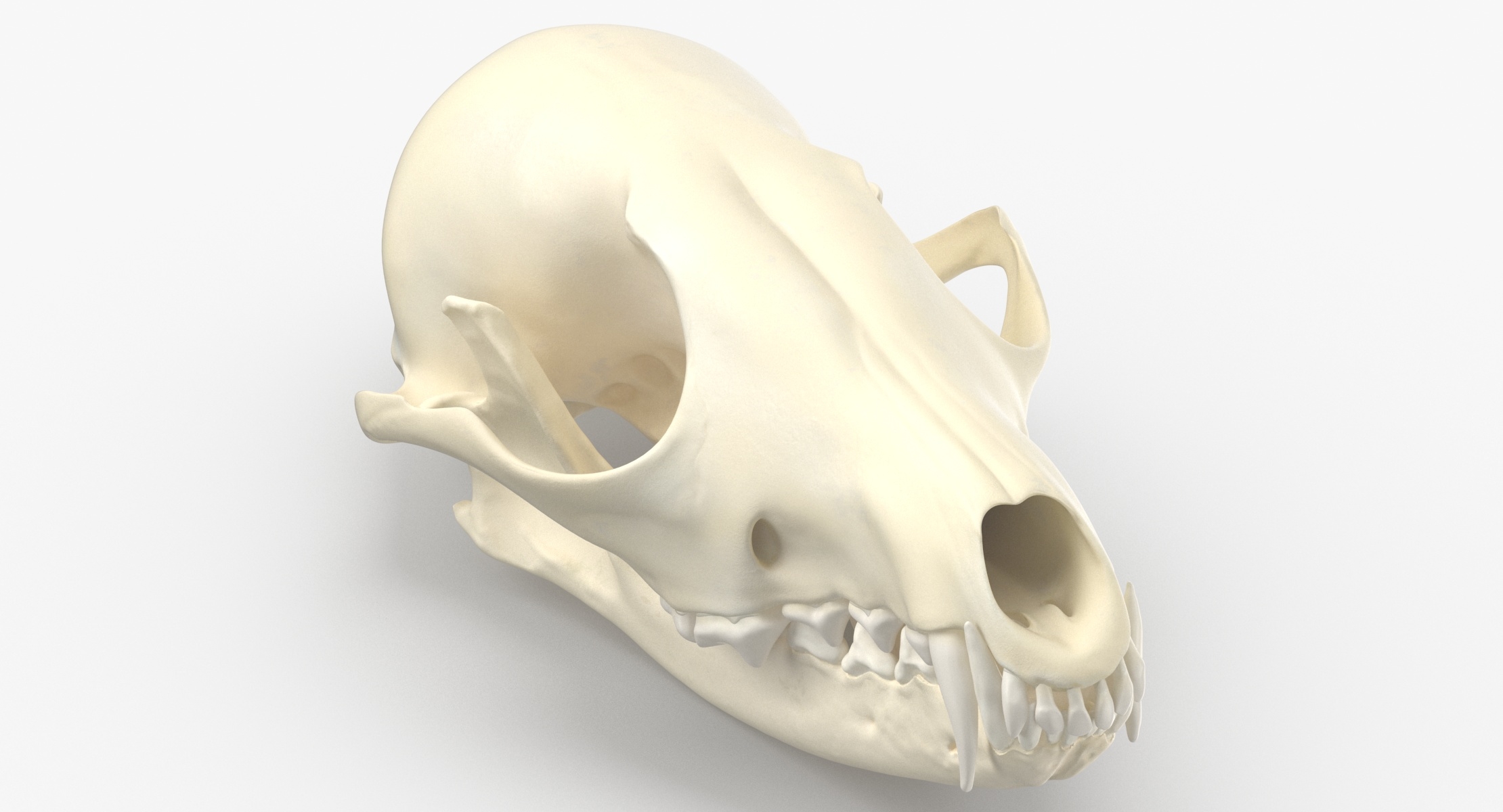 Red fox skull jaw model - TurboSquid 1566711