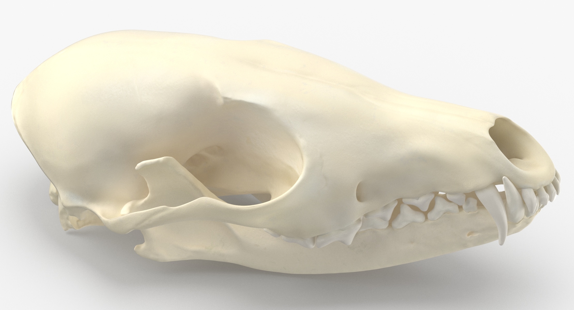 Red fox skull jaw model - TurboSquid 1566711