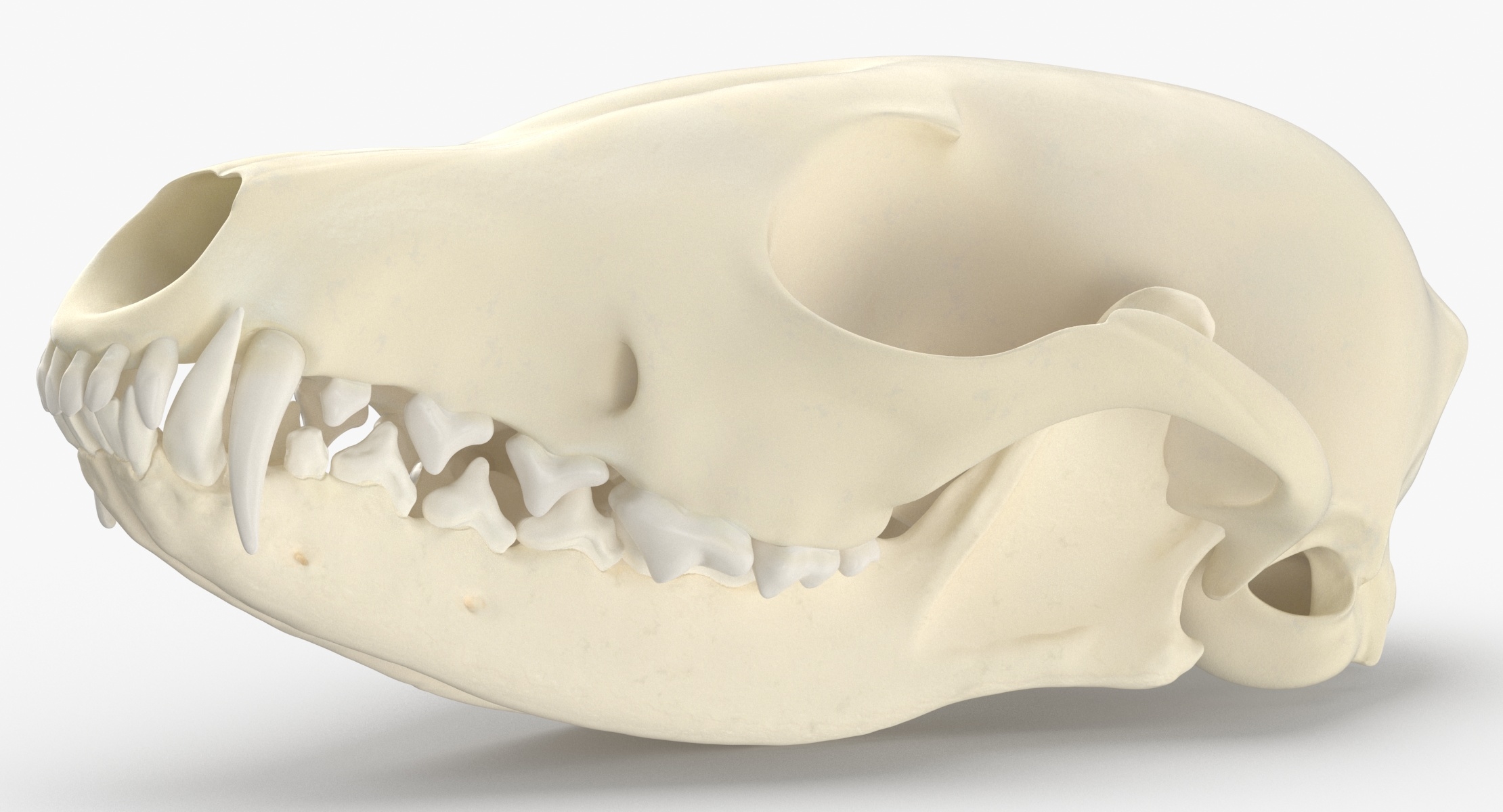 Red Fox Skull With Jaw 3D 모델 - TurboSquid 1566711