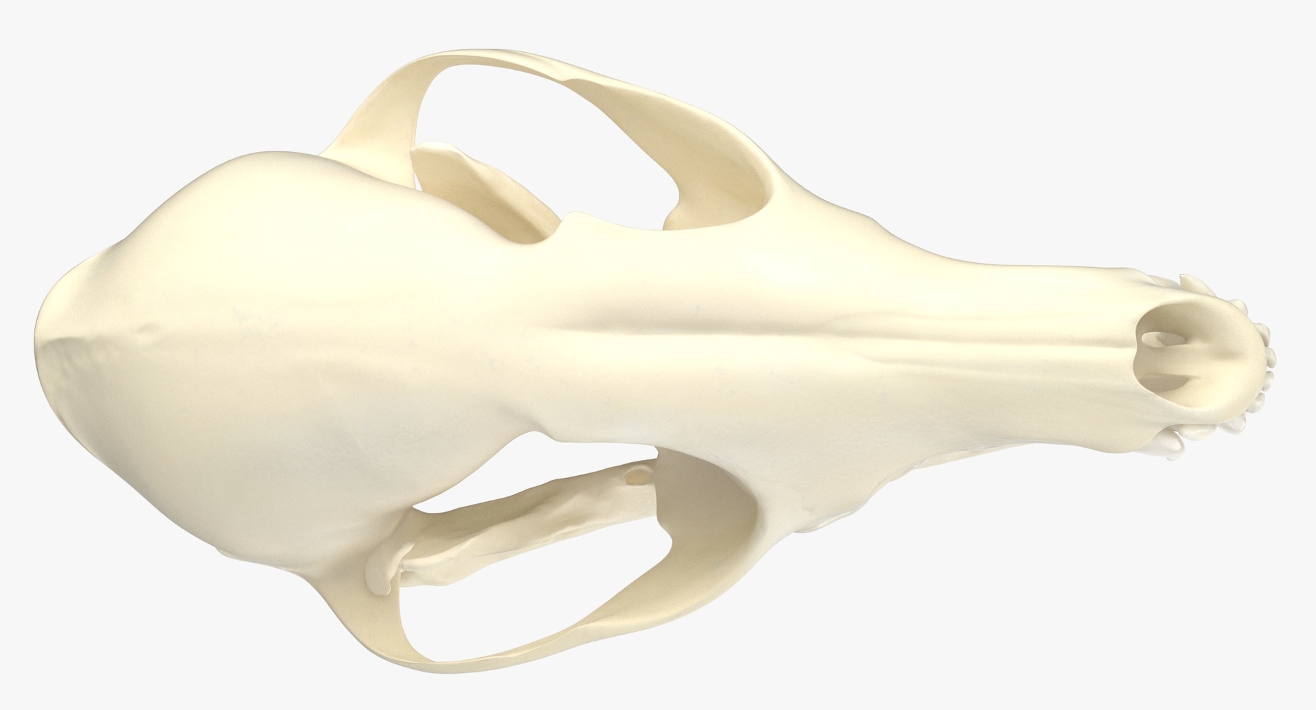 Red fox skull jaw model - TurboSquid 1566711