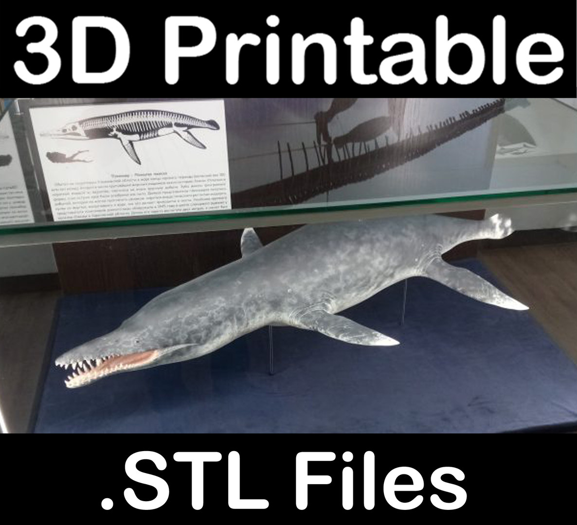 3D pliosaurus atuchin model - TurboSquid 1566863