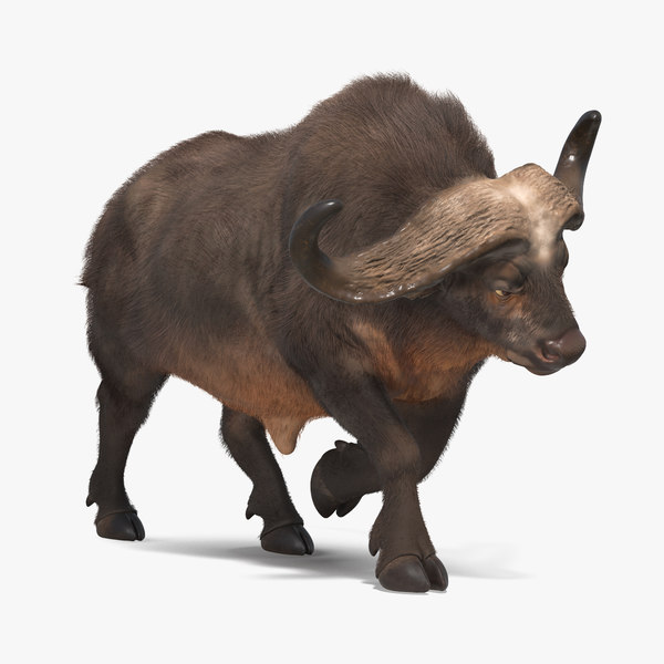 African buffalo attacking pose 3D model - TurboSquid 1567112
