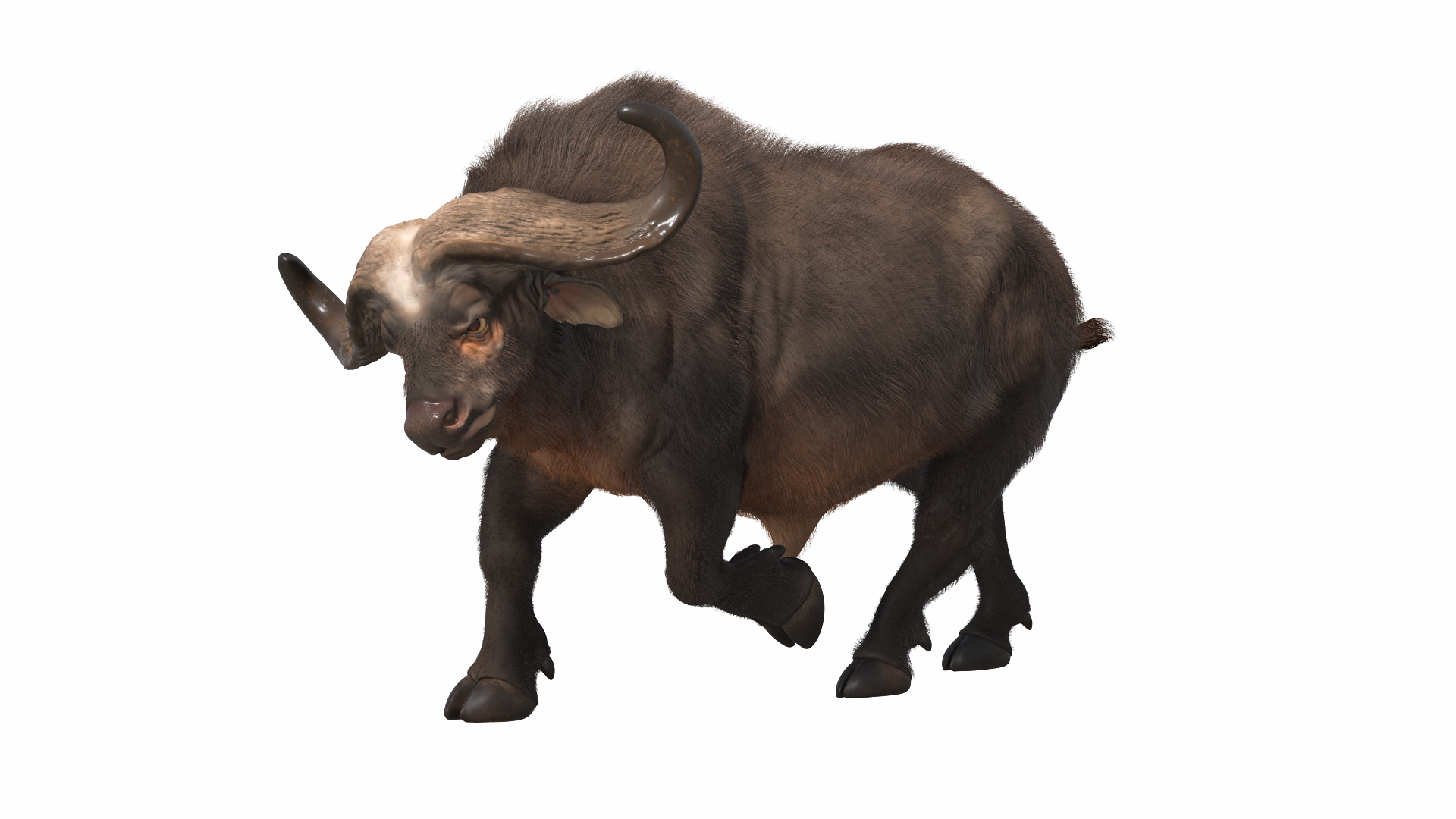 African buffalo attacking pose 3D model - TurboSquid 1567112