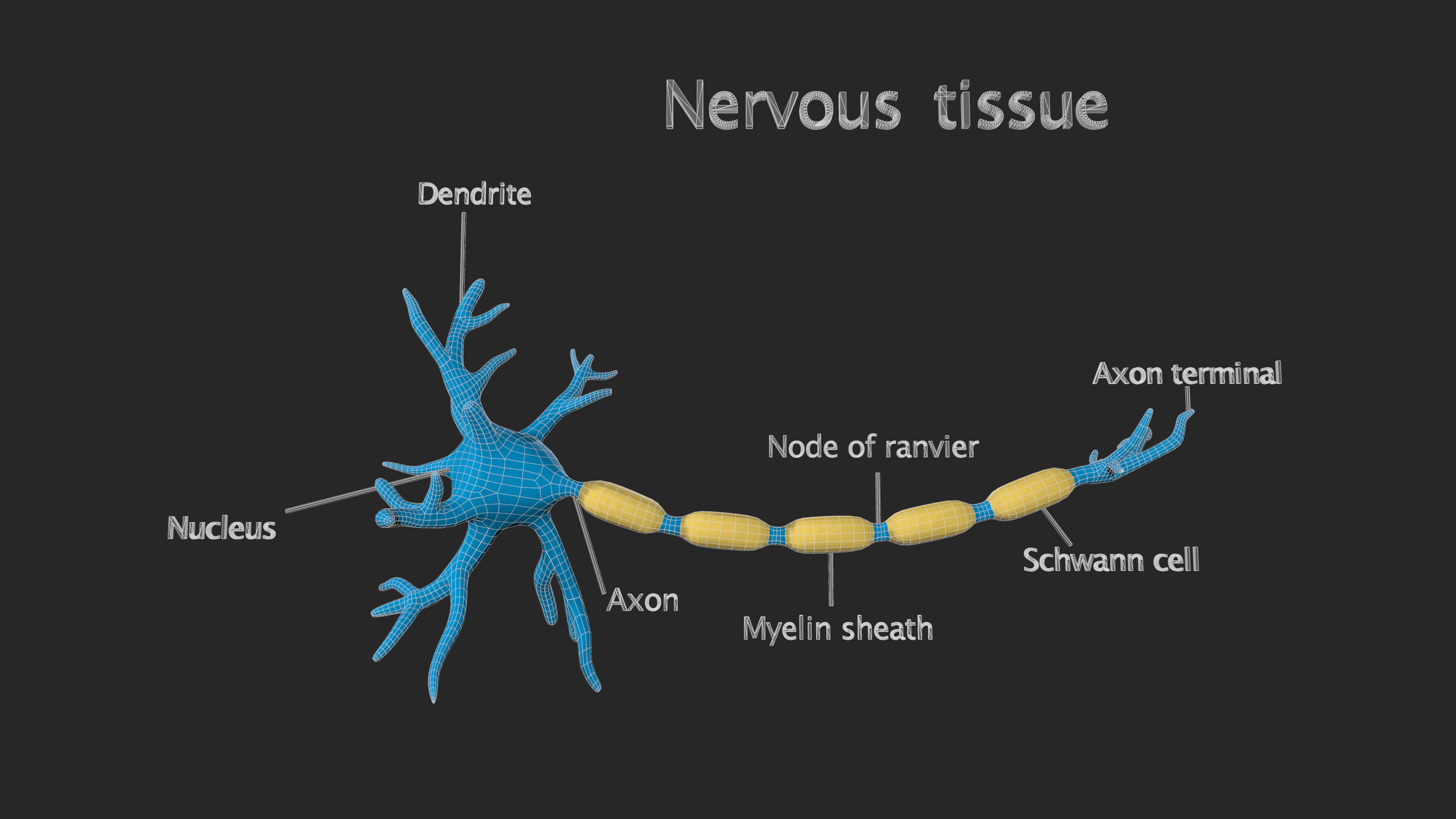 Nervous Tissue 3D Model TurboSquid 1547883