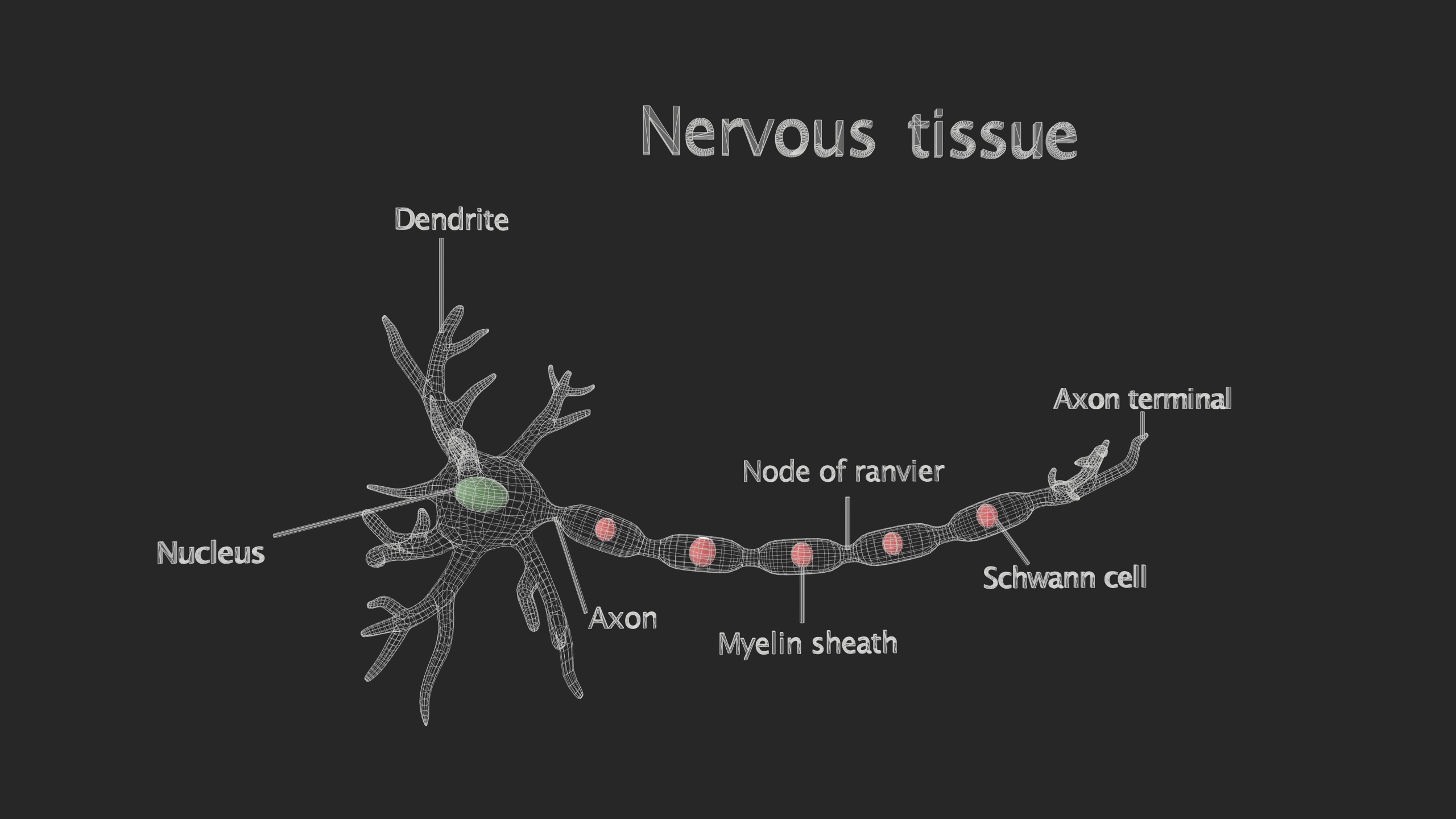 Nervous tissue 3D model - TurboSquid 1547883