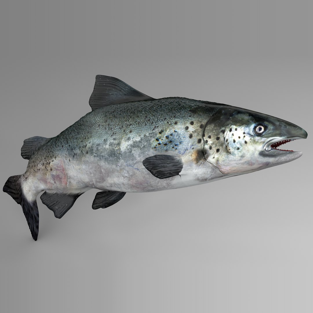 3D salmon rigged l741 animate model - TurboSquid 1567034