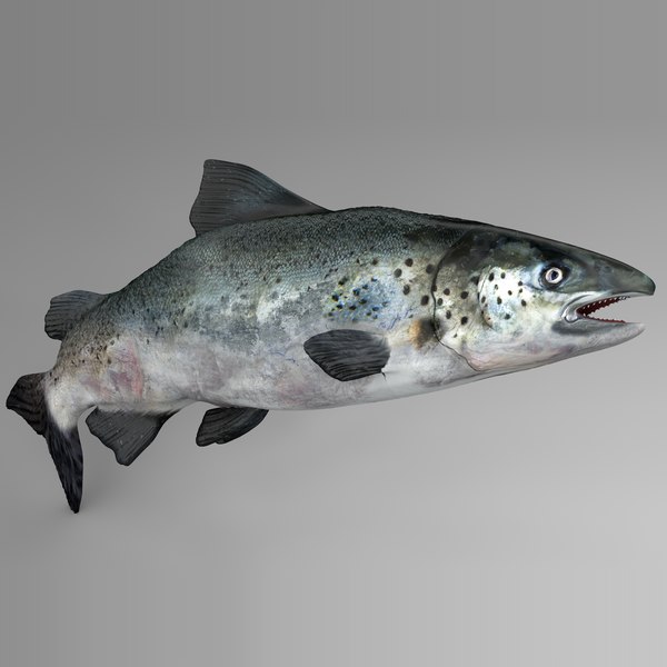 3D Salmon Models | TurboSquid