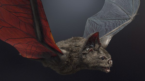 3d vampire bat