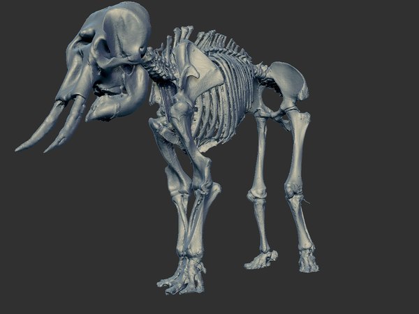 3D skeletons animals hd - TurboSquid 1573549