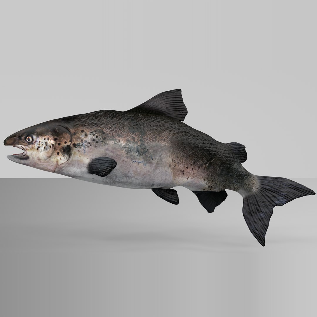 3D salmon rigged l746 model - TurboSquid 1567600