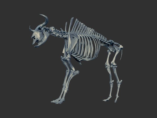 3D wisent skeleton hd - TurboSquid 1567702