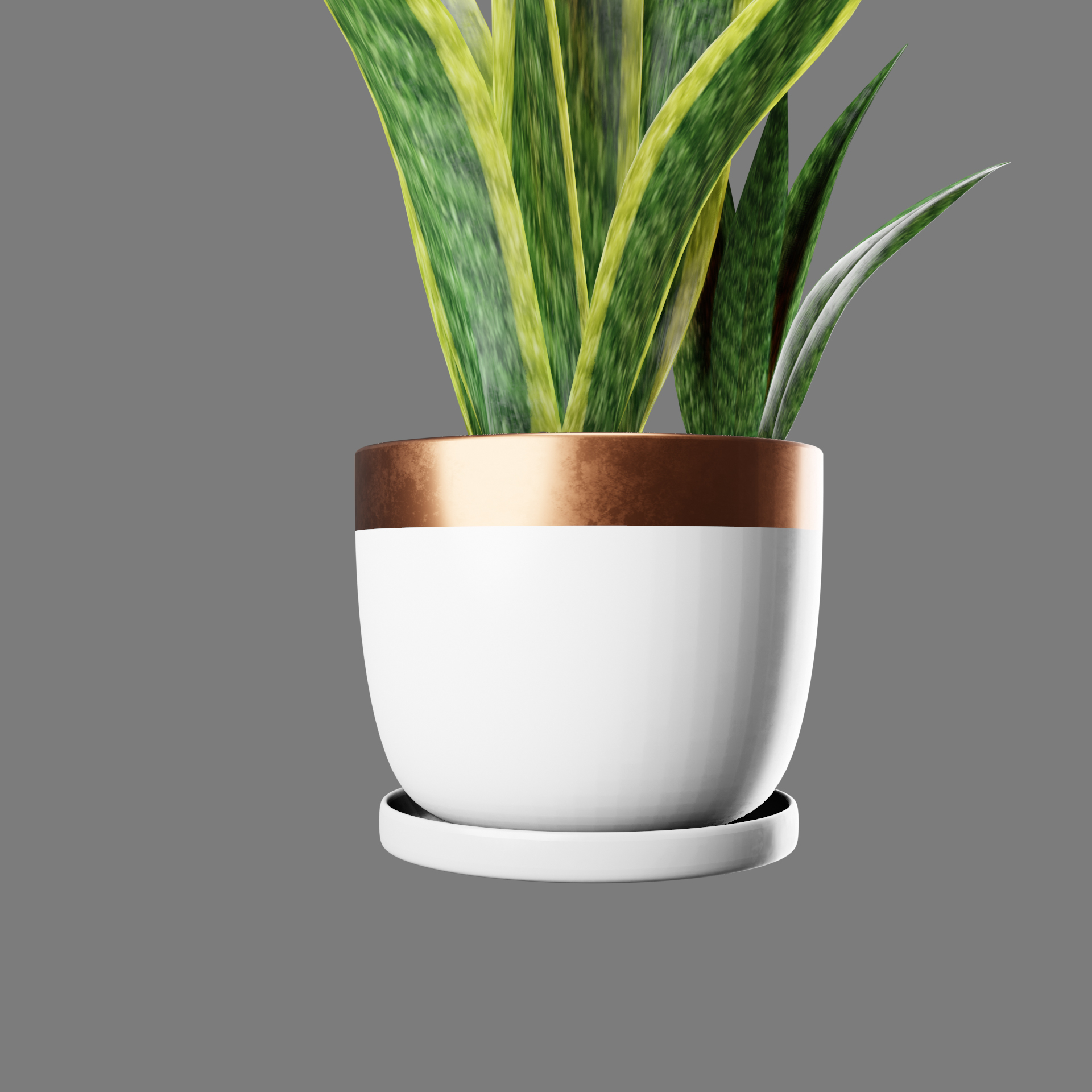 Snake plant 3D model - TurboSquid 1567754