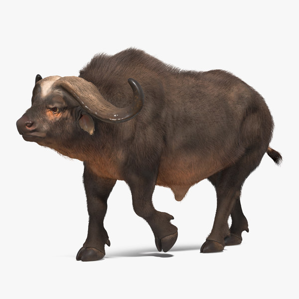 3D Buffalo Models | TurboSquid