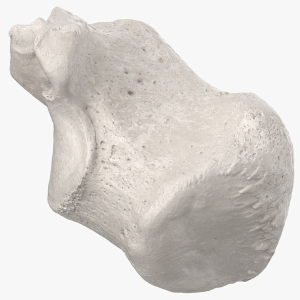 Real Calcaneus Bone 01 White Modelo 3D - TurboSquid 1567913