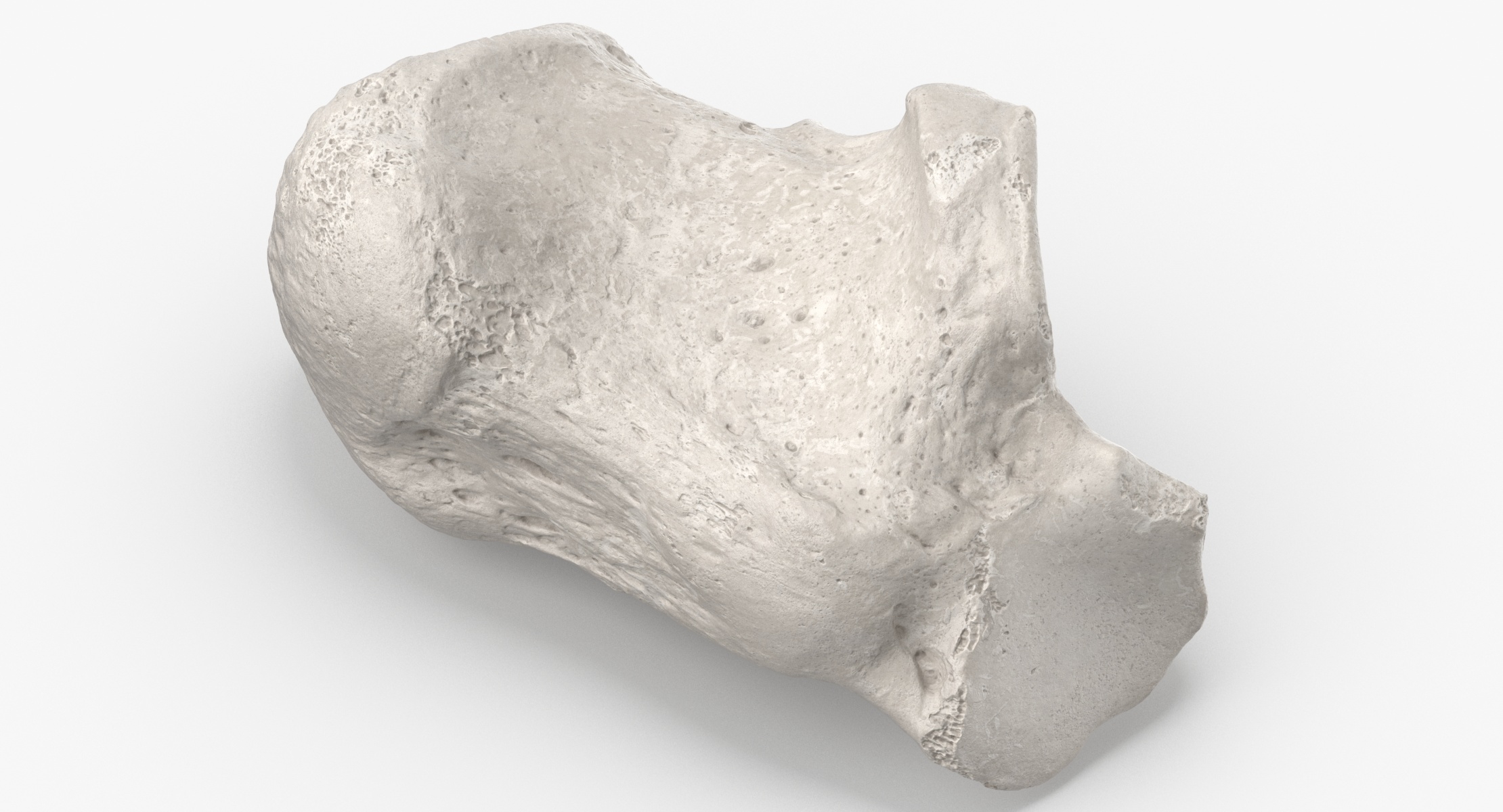 modelo 3d Real Calcaneus Bone 01 Blanco - TurboSquid 1567913