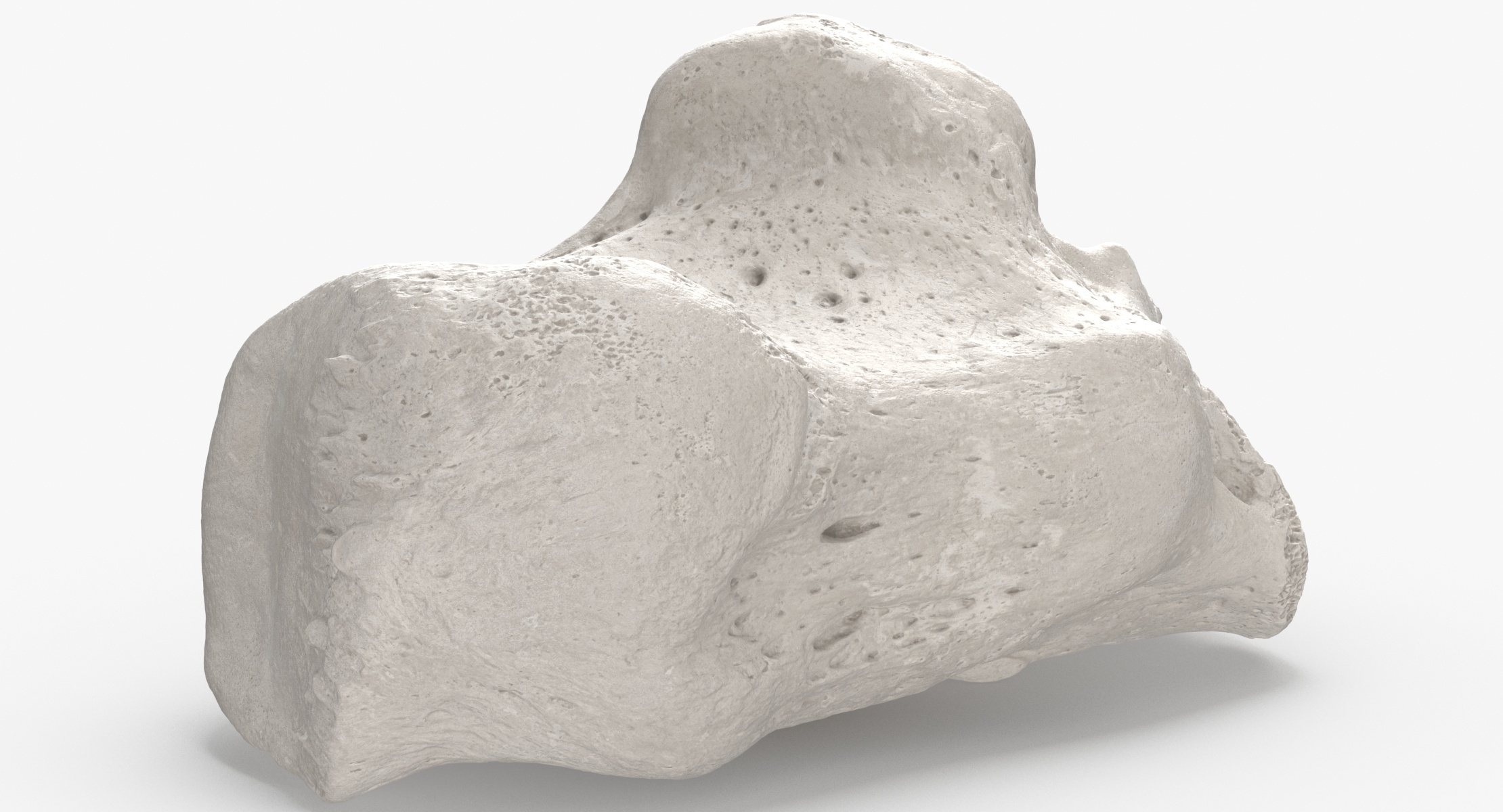 Calcaneus bone 01 white 3D model - TurboSquid 1567913