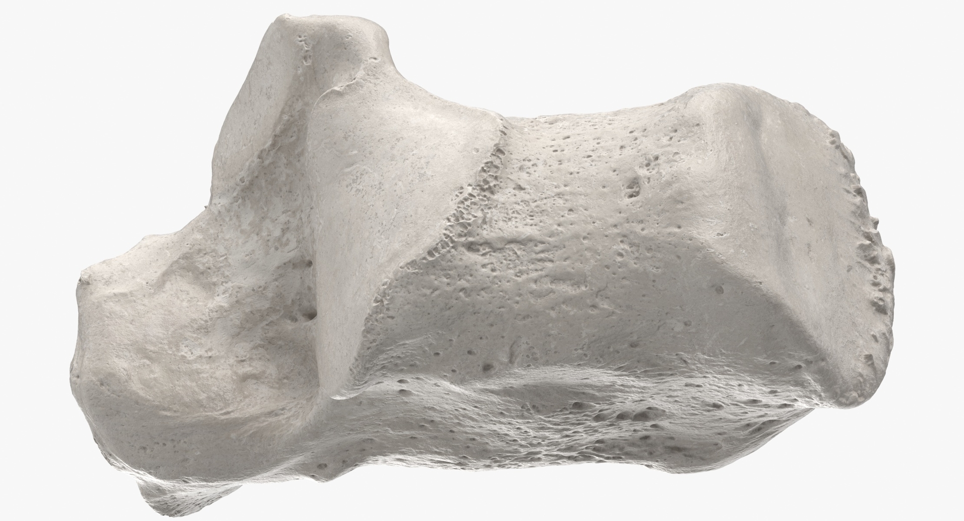 Calcaneus bone 01 white 3D model - TurboSquid 1567913