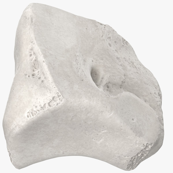 Cuneiform bone lateral 01 3D model - TurboSquid 1567908