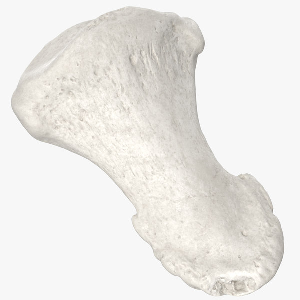 Real Distal Phalanx Bone of Big Toe 01 White Model 3D - TurboSquid 1567911