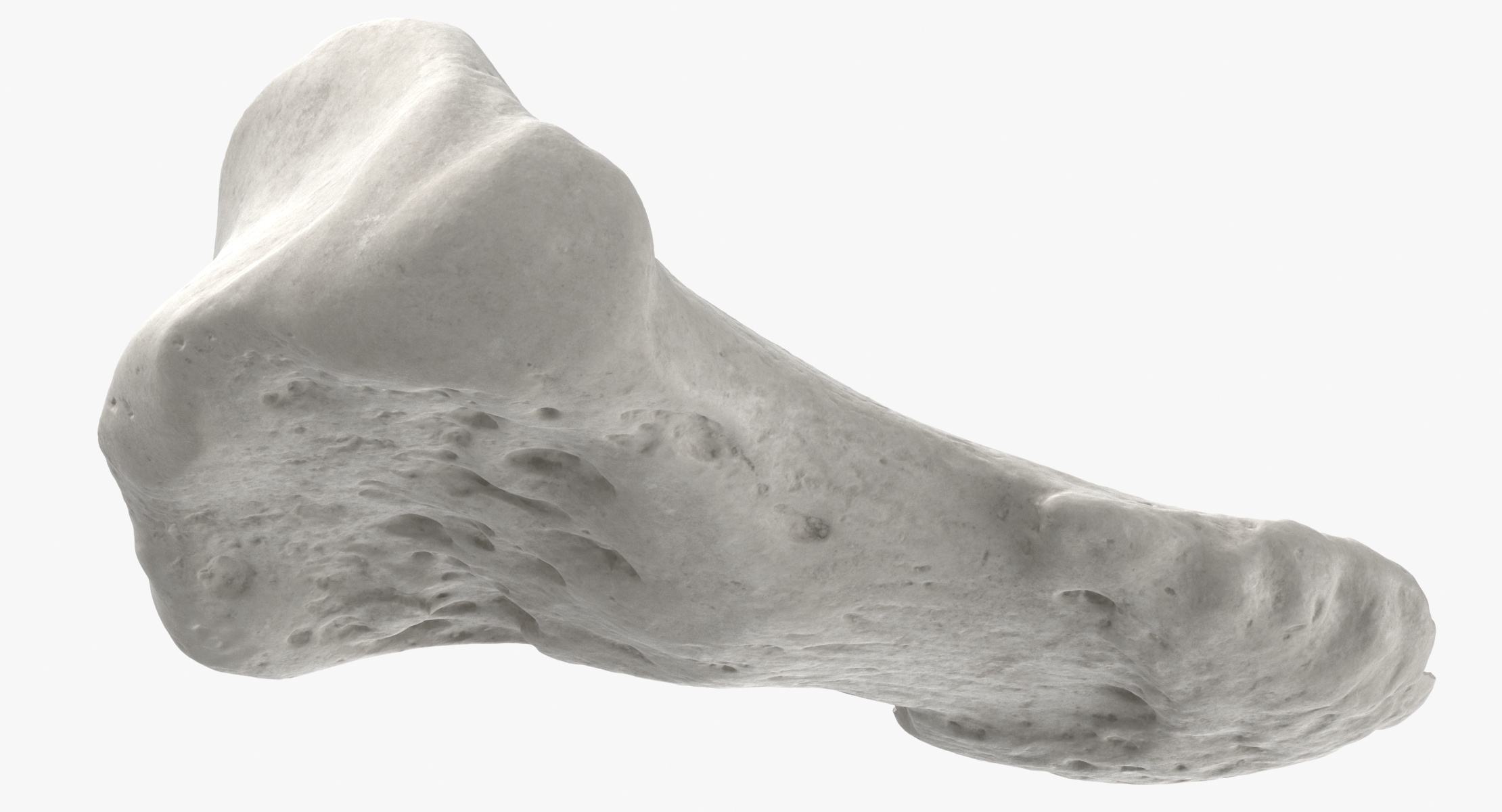 3D model distal phalanx bone big - TurboSquid 1567911