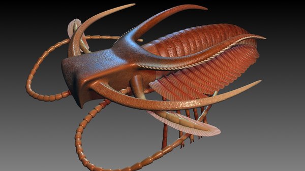 3d model pikaia prehistoric cambrian