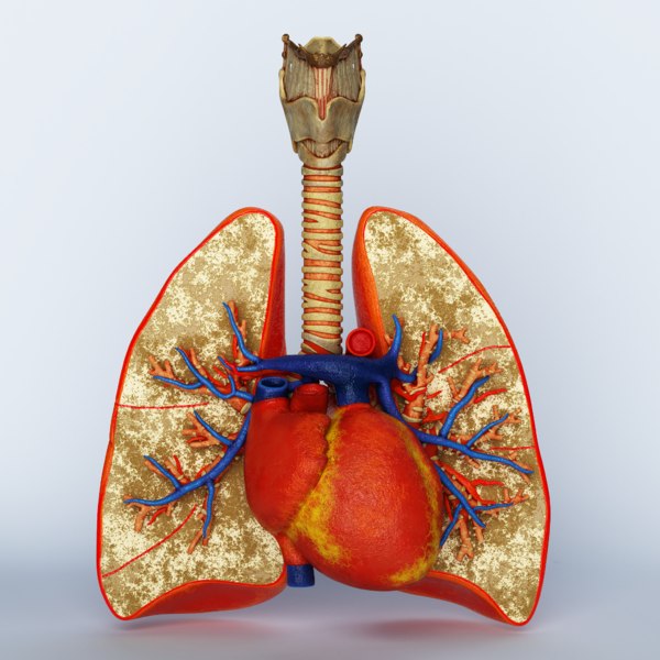 3D Thyroid Models | TurboSquid