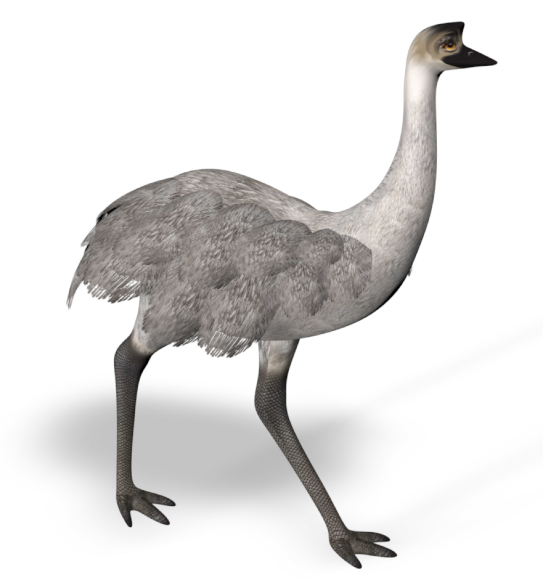 3D emu rigged - TurboSquid 1569417