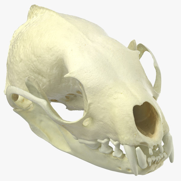 Free 3D Skull Models | TurboSquid