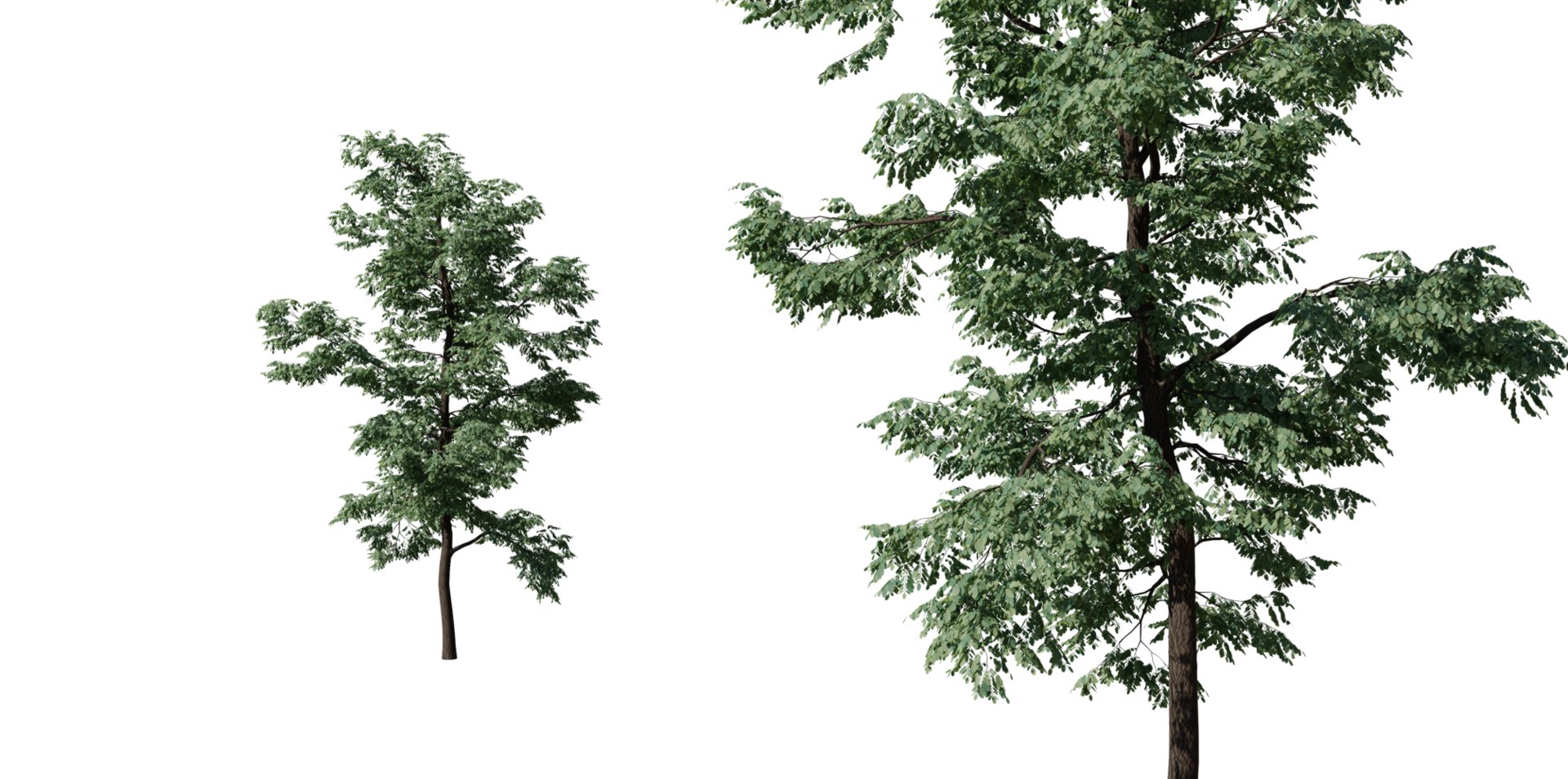 Black locust tree 3D model - TurboSquid 1569971