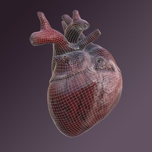 realistic human heart 3d model