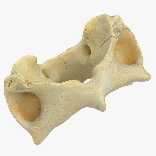 3d model vertebra atlas